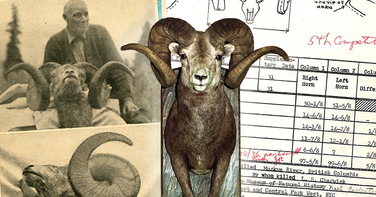 Monster Dall sheep killed | Page 2 | Hunt Talk