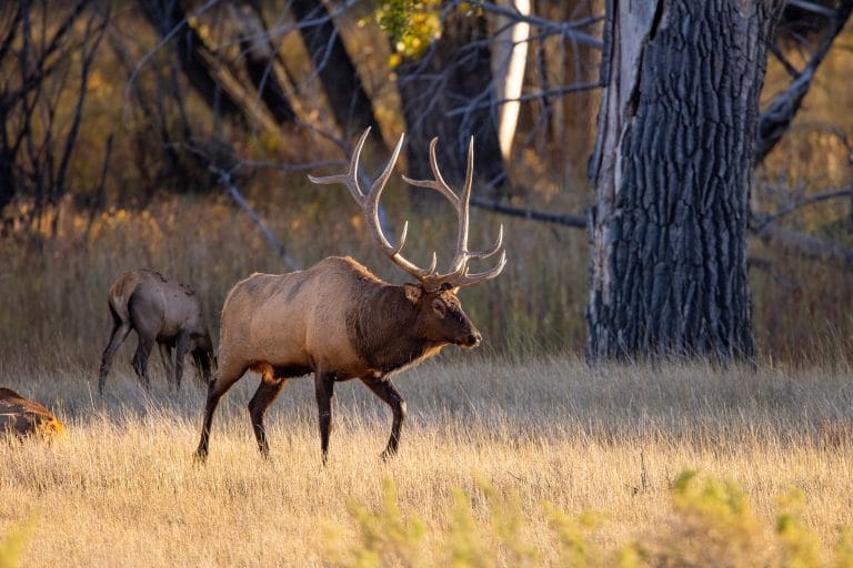 How to Find Elk - Pre-Rut - Hunttalk Strategy Guide