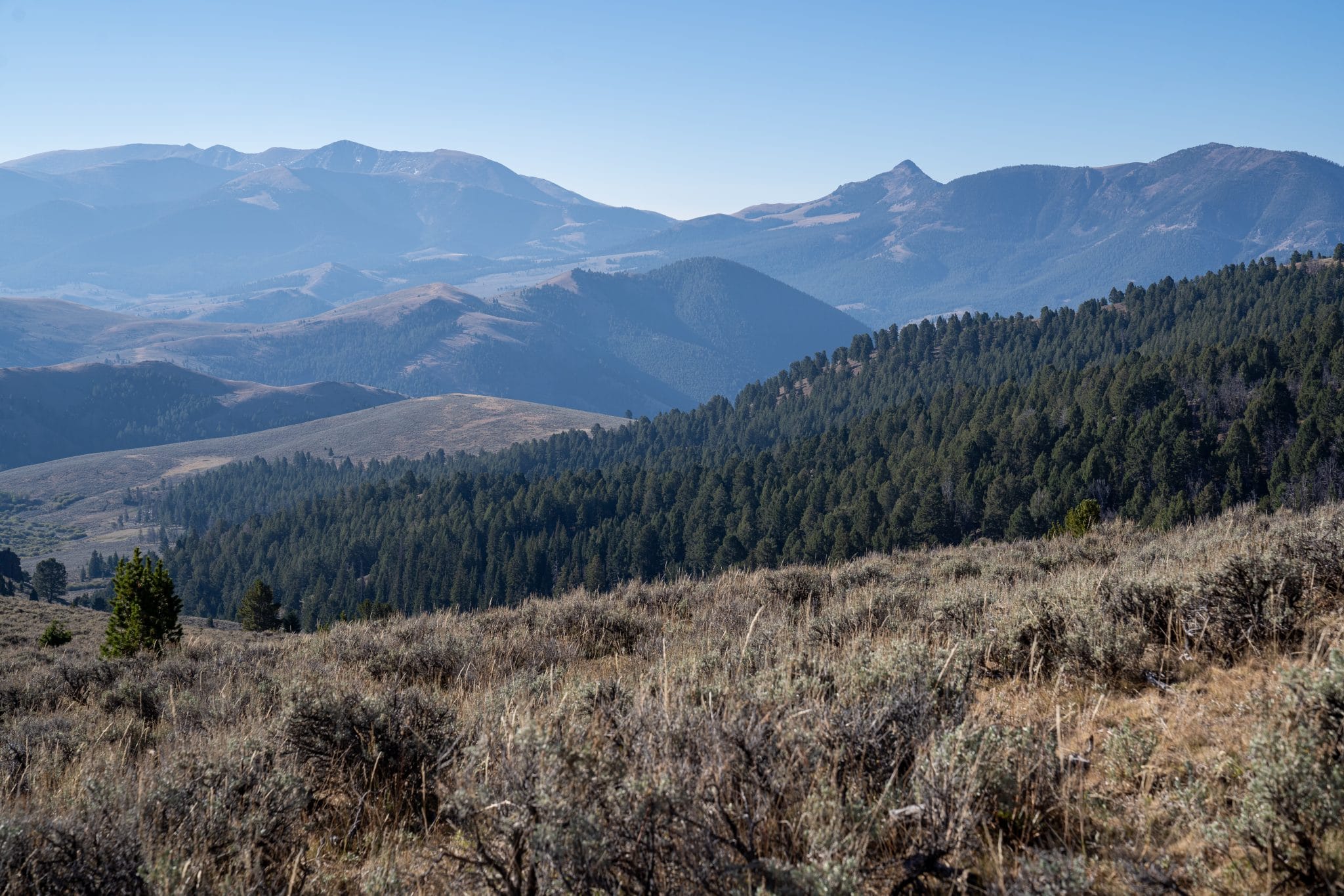 How to Use Hunting Pressure to Your Advantage - Hunttalk Strategy Guide