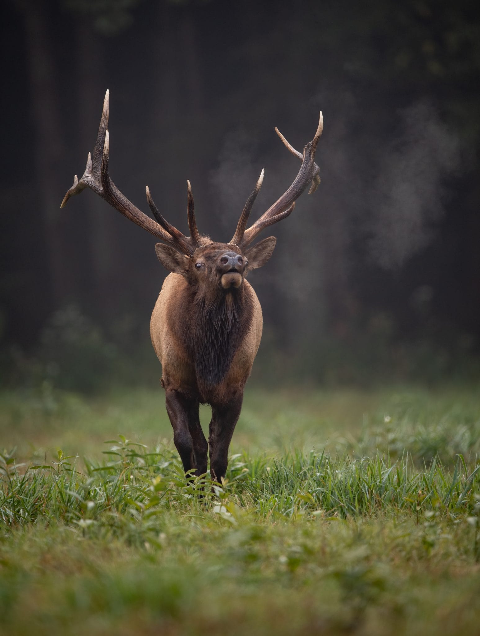 How to Find Elk - Peak Rut - Hunttalk Strategy Guide